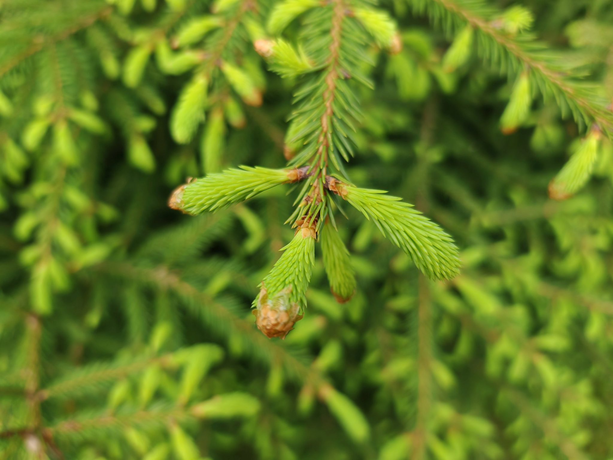 Результаты слепого сравнения качества снимков на Huawei P60 Pro и Honor Magic5 Pro — Mobile ...